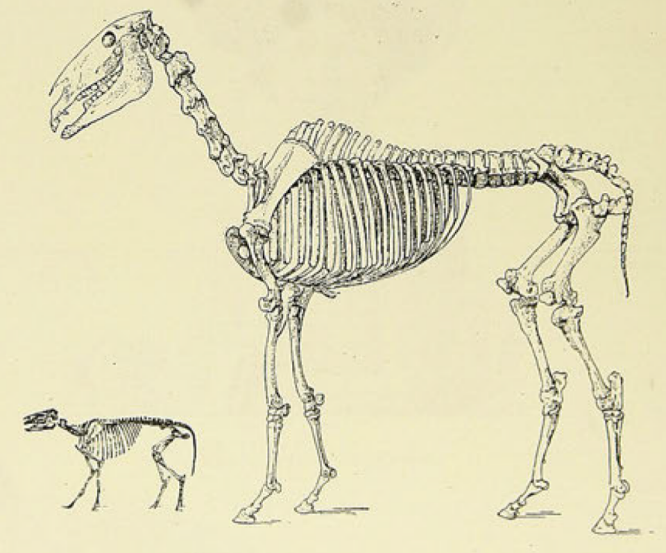 Are Horses Native To North America? Discover Their Origins