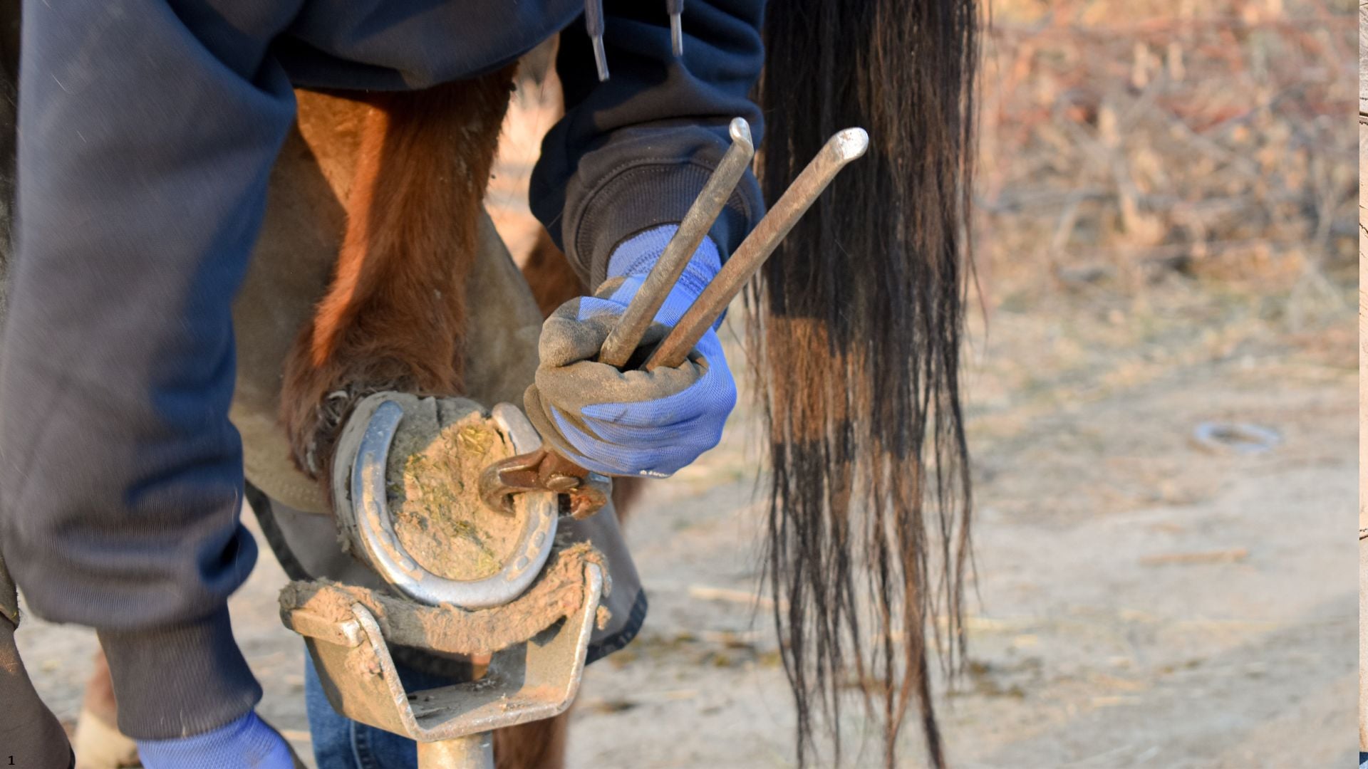 Horse Hoof Care: Anatomy, Problems, And Maintenance Tips