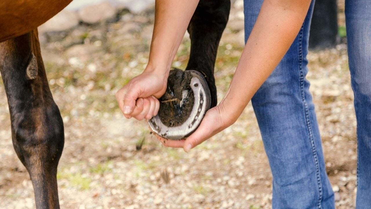 Horse Hoof Growth: Key Tips For Strong, Healthy Hooves