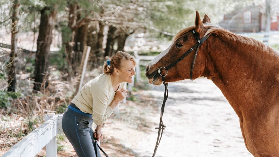 How Do Horses Communicate? What Your Horse Is Telling You