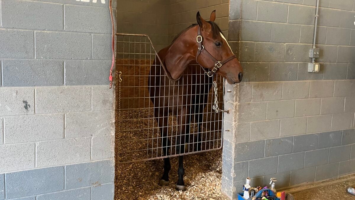 Best Horse Barn Fans For Stalls & Aisles: Full Buying Guide