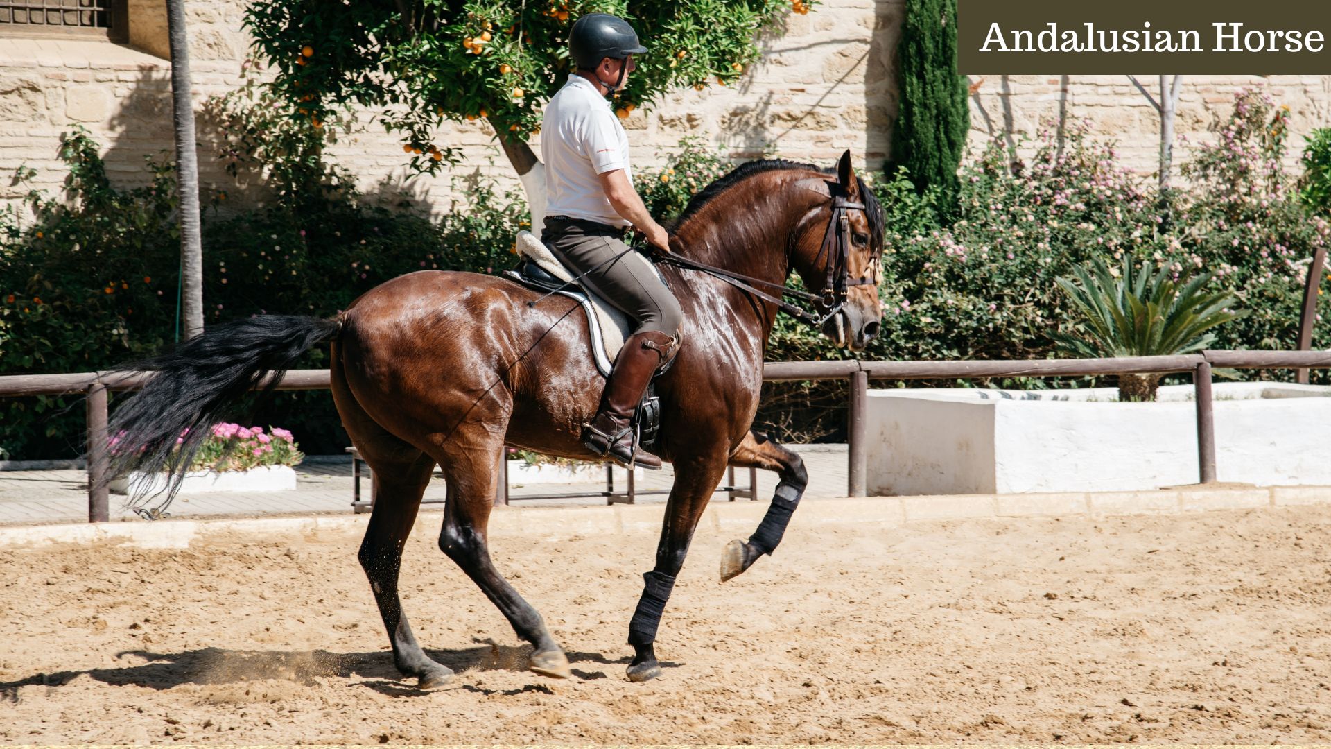8 Most Beautiful Horse Breeds In The World