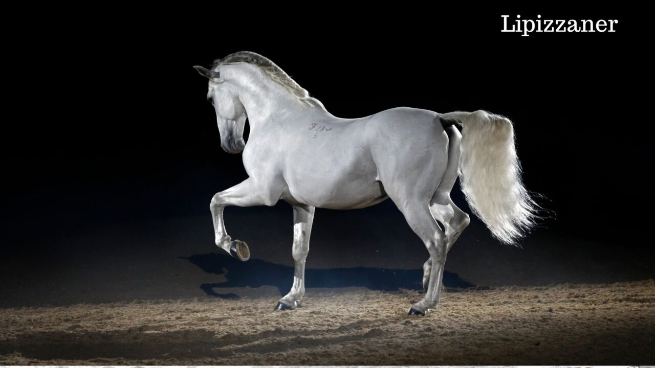 8 Most Beautiful Horse Breeds In The World