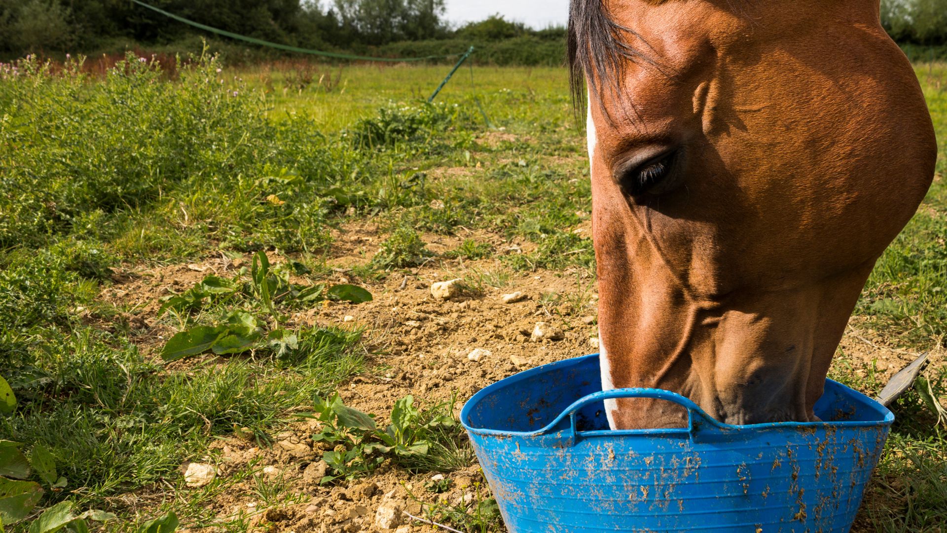 What Do Wild Horses Eat Vs. Domestic Horses?