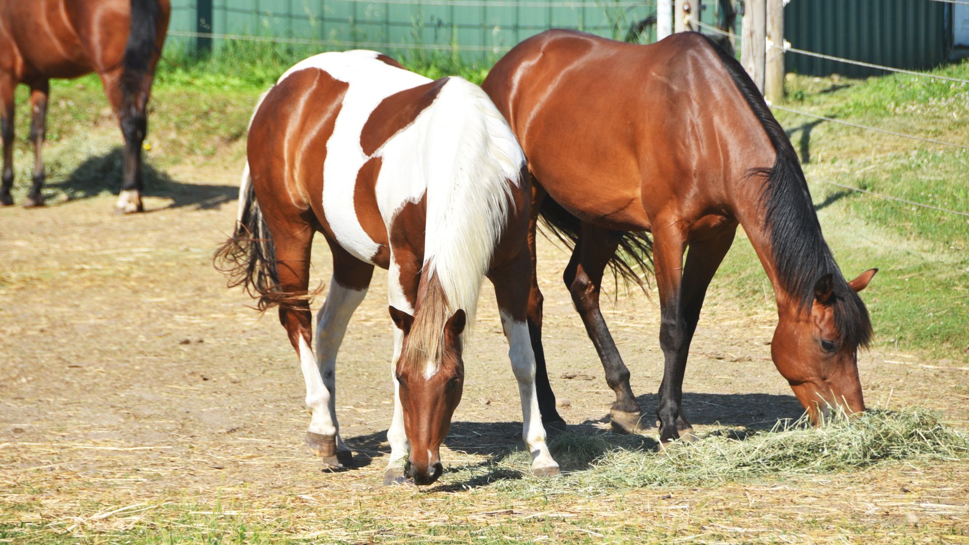 What Do Wild Horses Eat Vs. Domestic Horses?