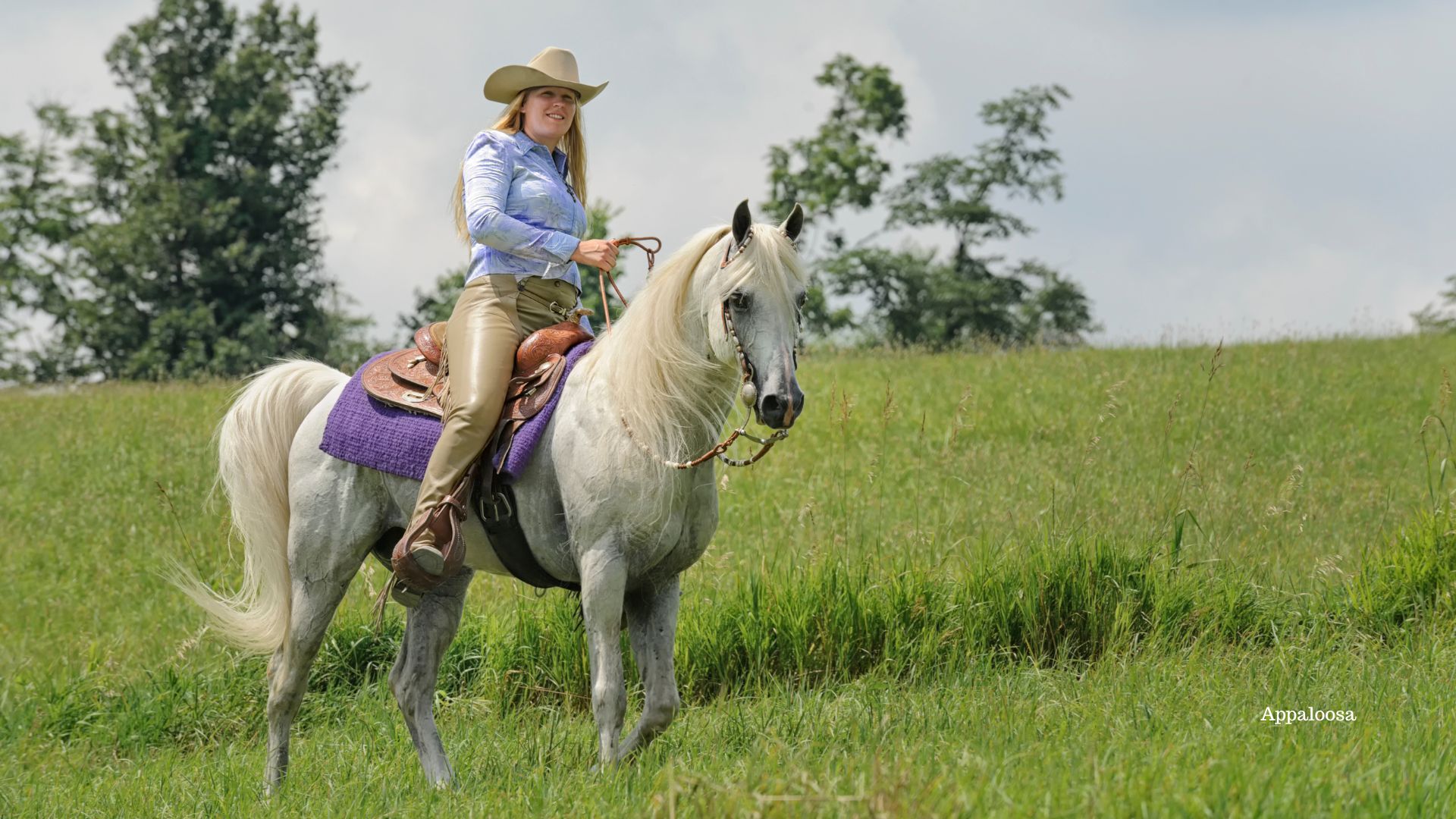 Ranch Horse Breeds: The Backbone Of The American West