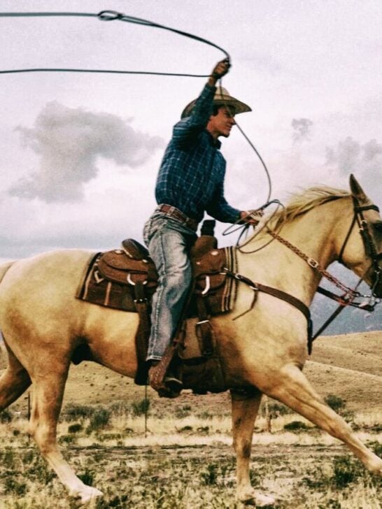 Ranch Horse Breeds: The Backbone Of The American West