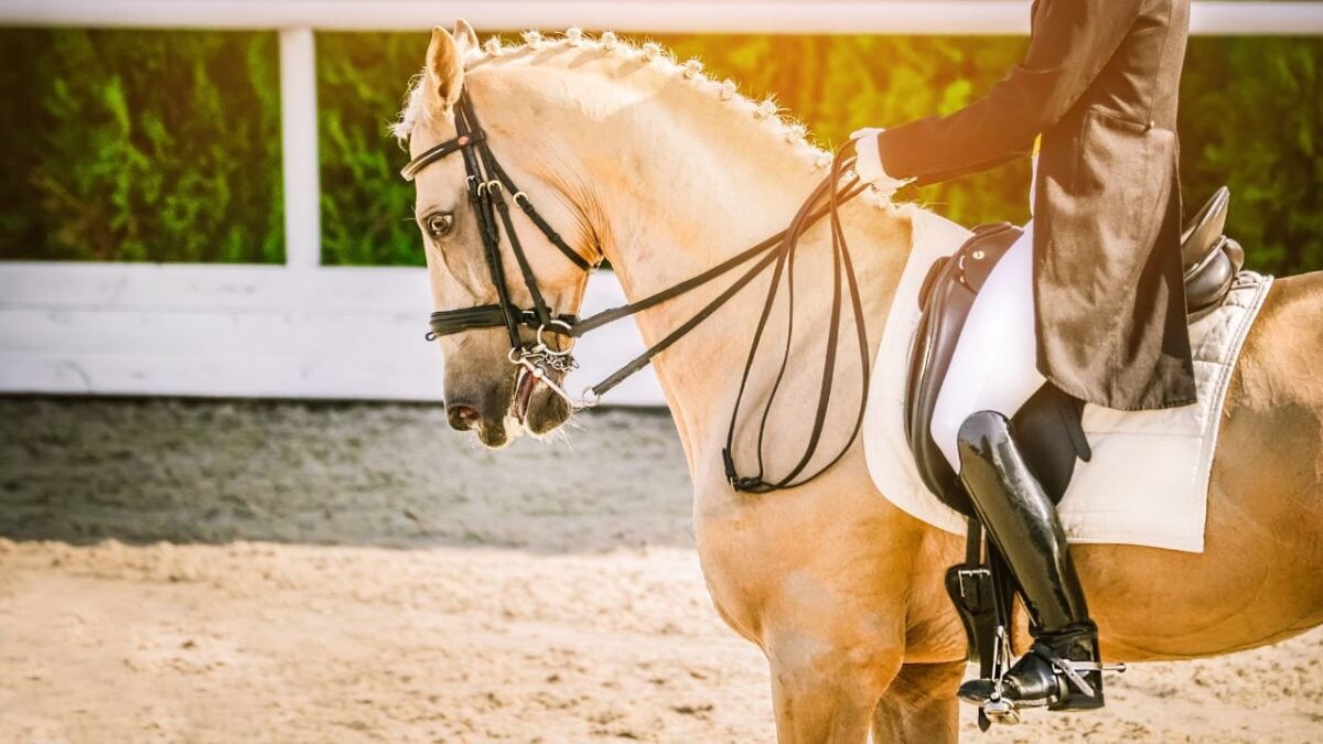 Cremello And Perlino Horses: Spotting The Subtle Differences