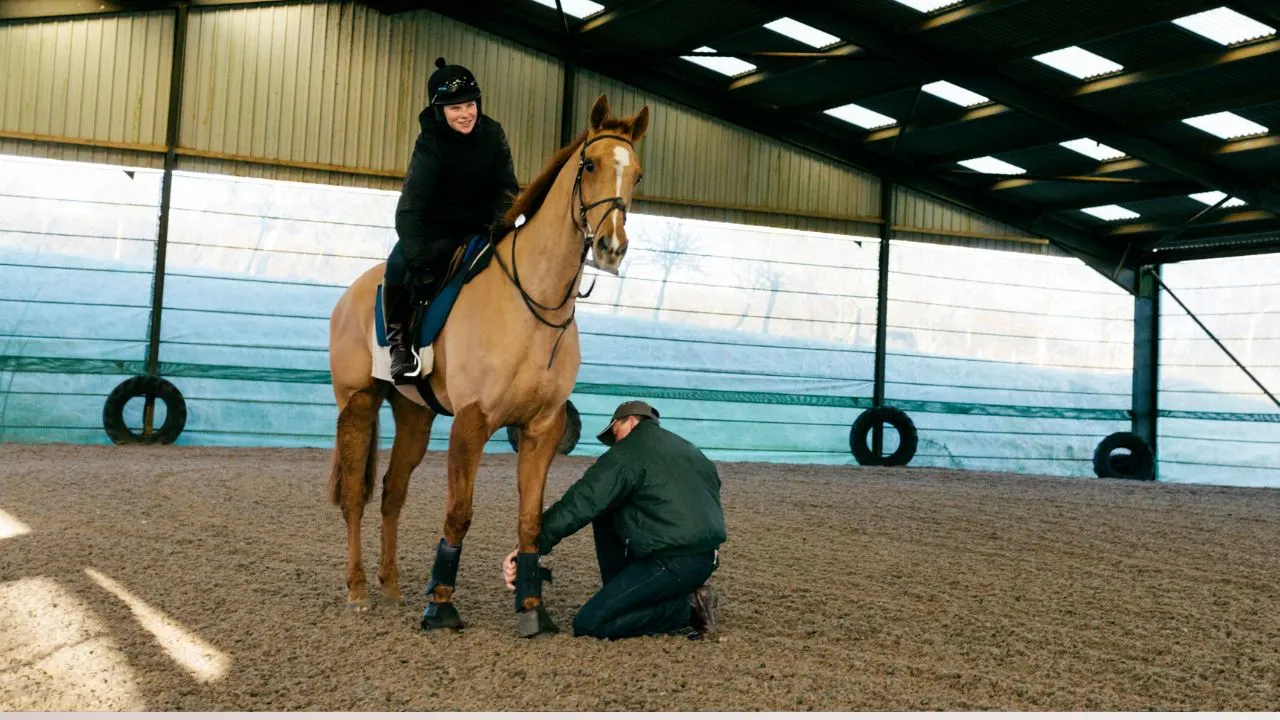 Understanding And Treating Osselets In Horses: A Guide
