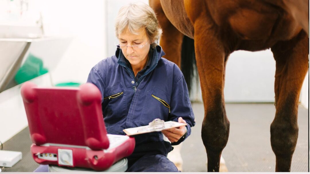 Understanding And Treating Osselets In Horses: A Guide