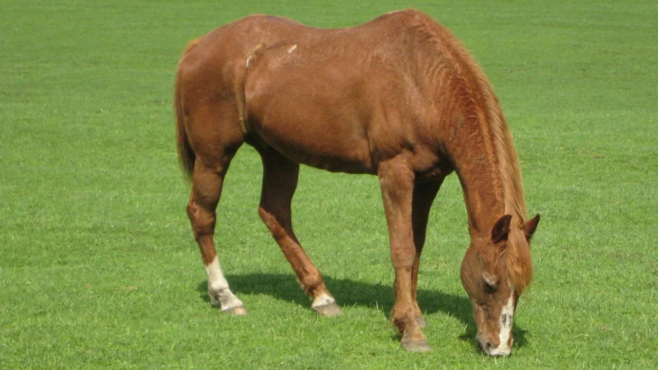 Barefoot Vs Shod Horses: Which Is Best For Your Horse?