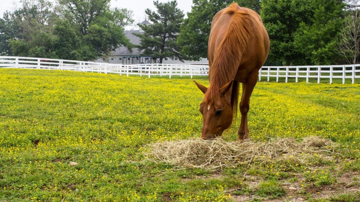Thoroughbred Genetics: Breeding For Speed In Horse Racing