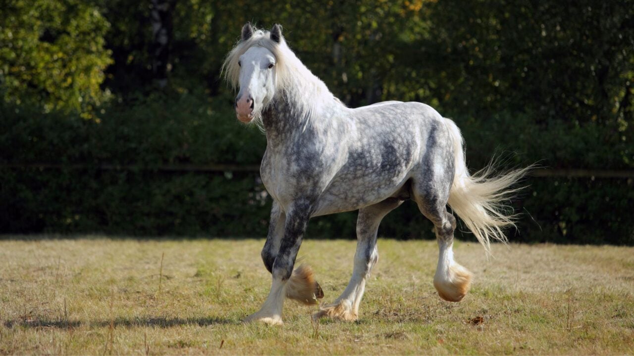 Famous Gray Horses: Legendary Grays Throughout History