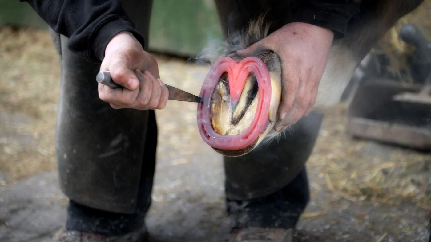 Barefoot Vs Shod Horses: Which Is Best For Your Horse?