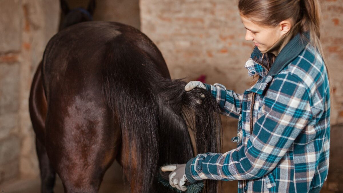 Grooming Friesian Horses: Essential Tips For Care And Health