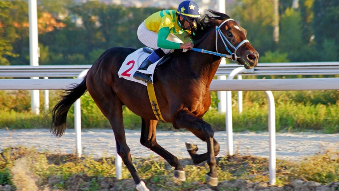 Lasix In Horse Racing: Benefits, Risks, And Regulations