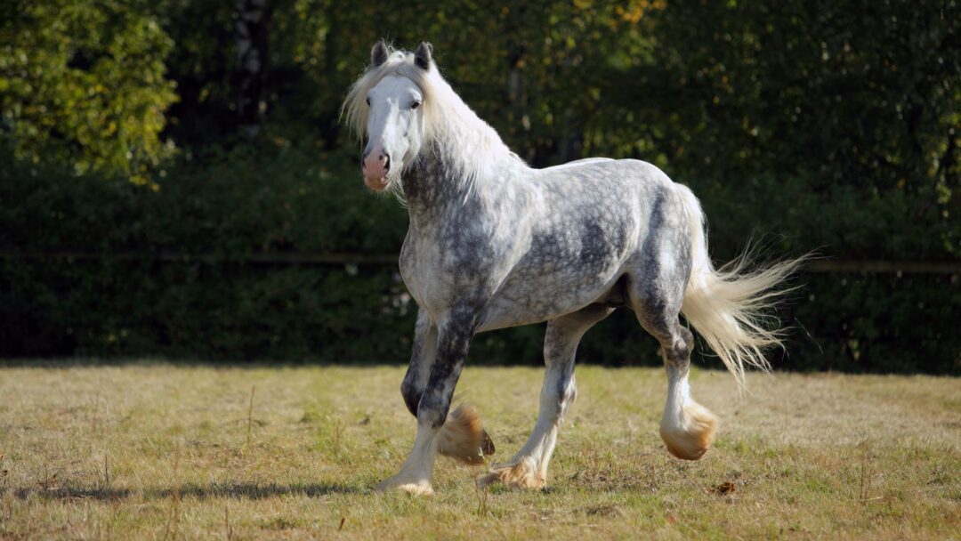 Horse Body Language: Complete Guide To Reading Signals