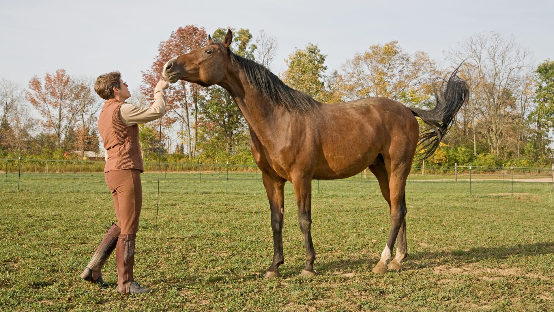 Horse Behavior Problems: Training Solutions
