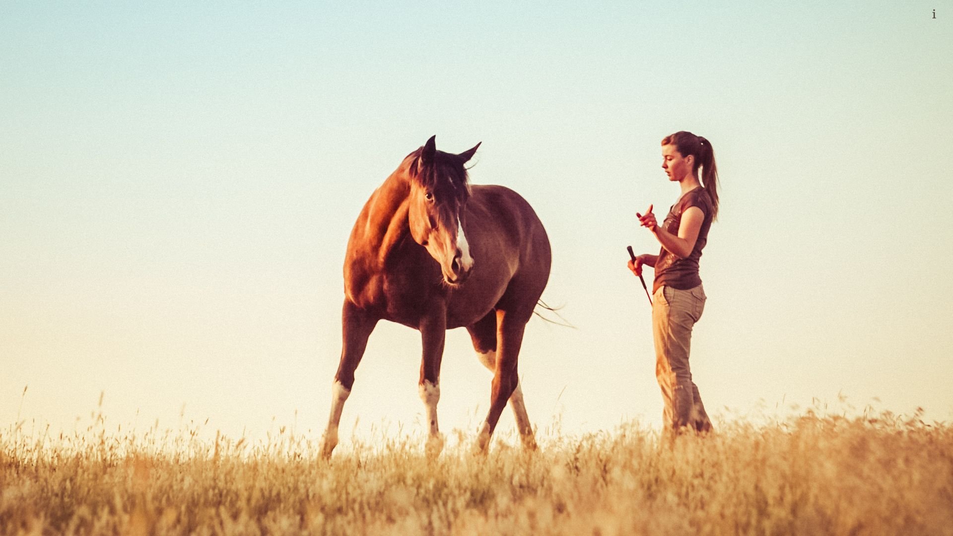 Horse Behavior Problems: Training Solutions