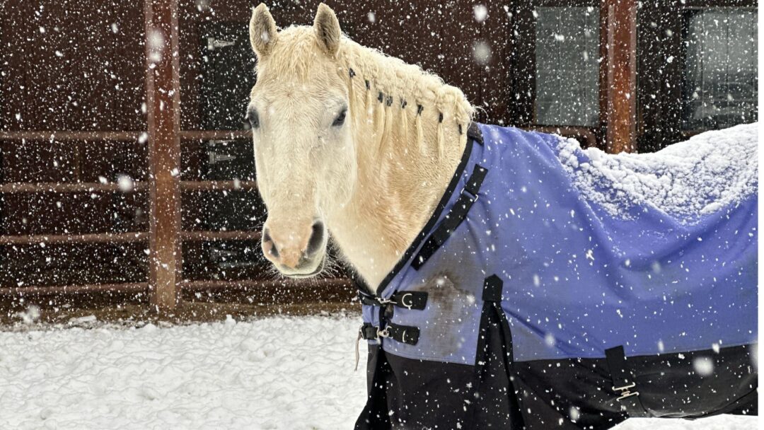 Horse Care Checklist: Daily, Weekly, And Monthly Routines