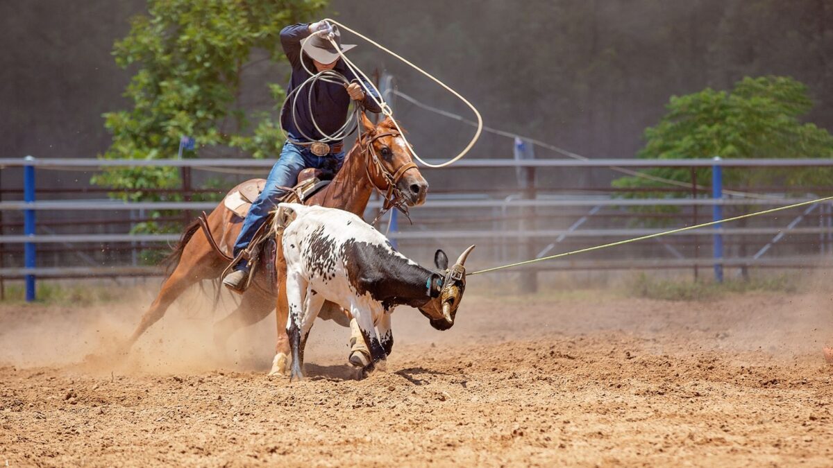 Appendix Quarter Horse: Speed & Versatility