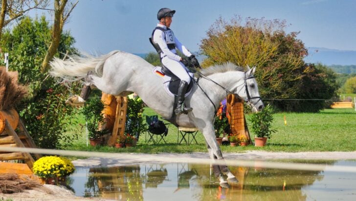 Best Horse Breeds For Equestrian Disciplines