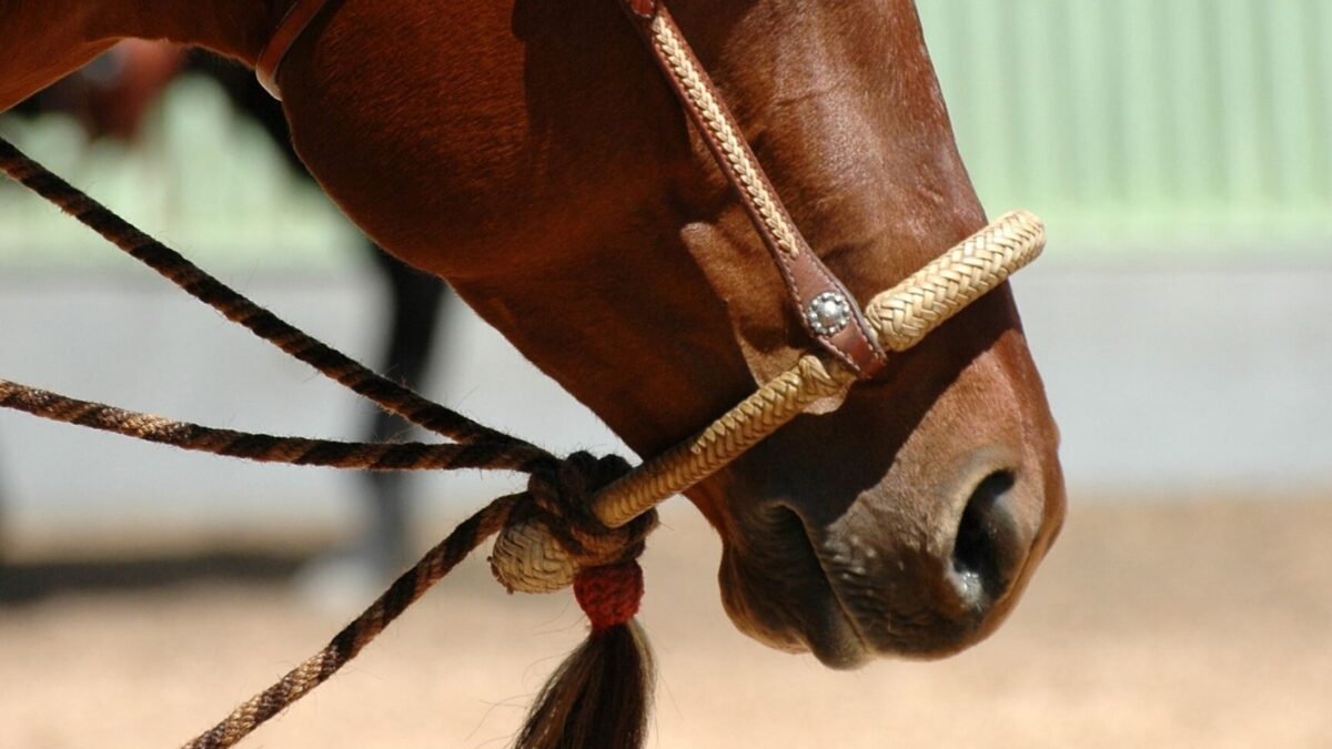 Essential Horse Tack: A Beginner's Guide For New Owners