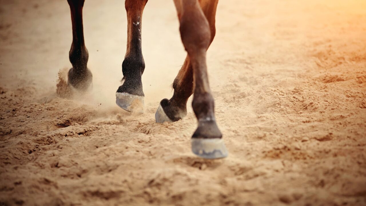 Horse Hoof Nutrition: The Key To Strong & Healthy Hooves