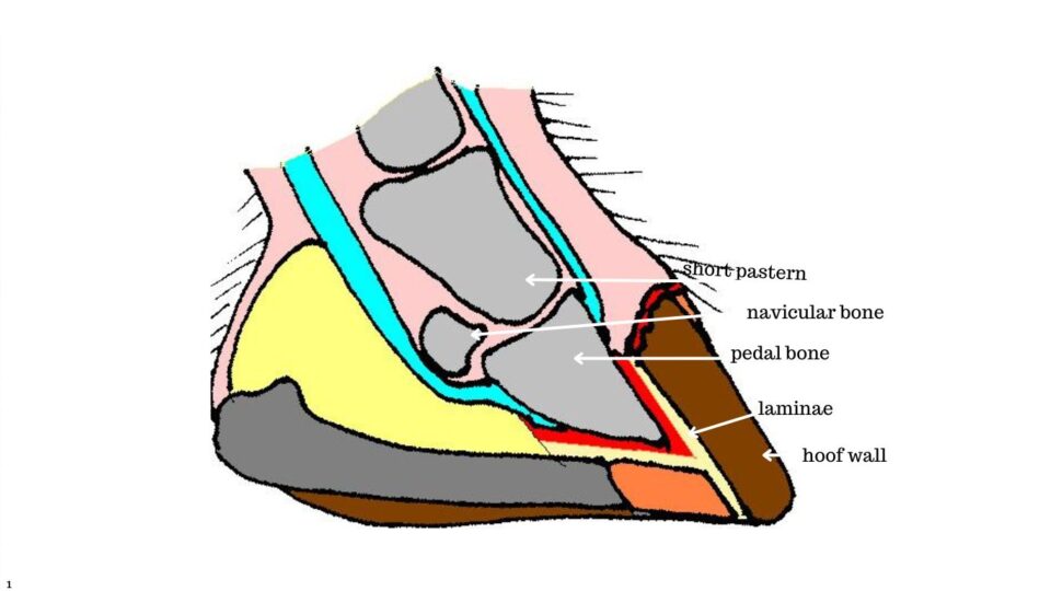 Laminitis Early Signs Digital Pulse: Triage + Ice