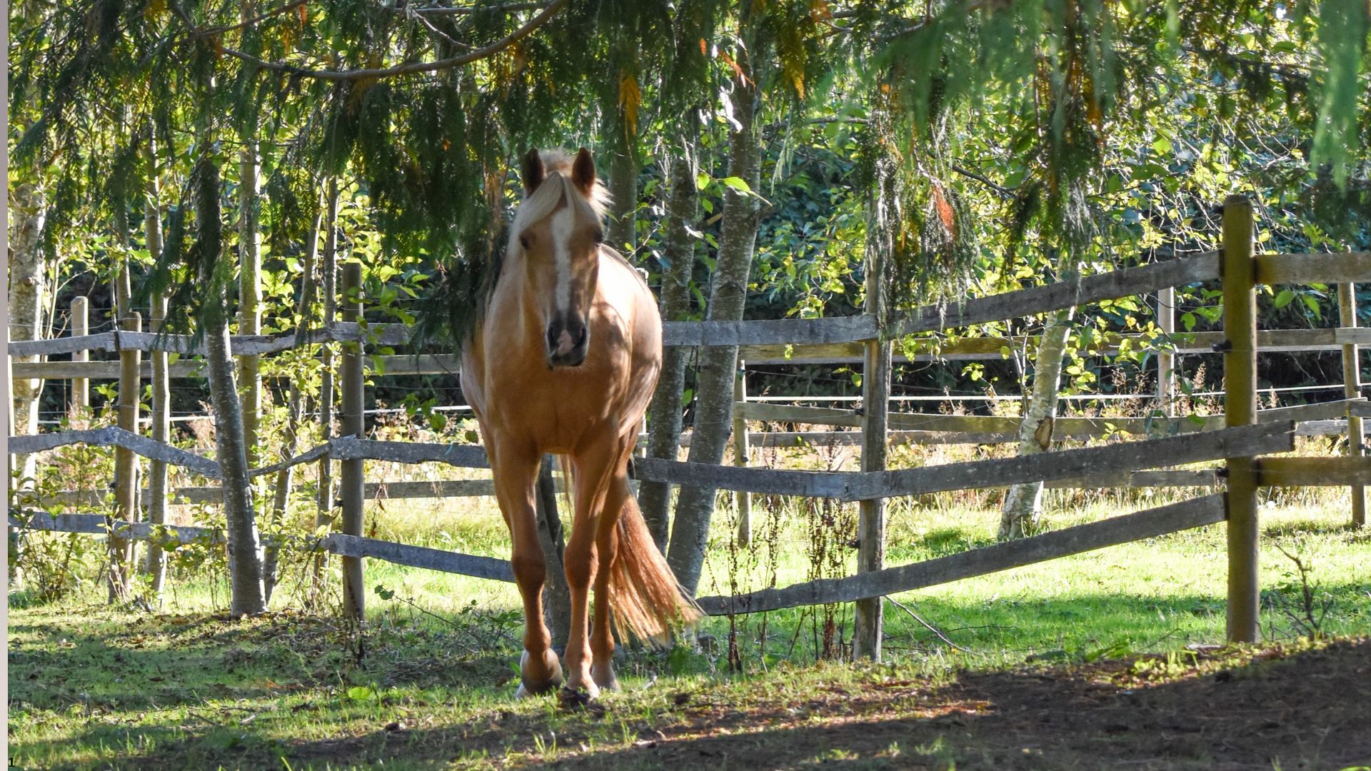 Horse Companionship: Why Your Horse Needs A Friend