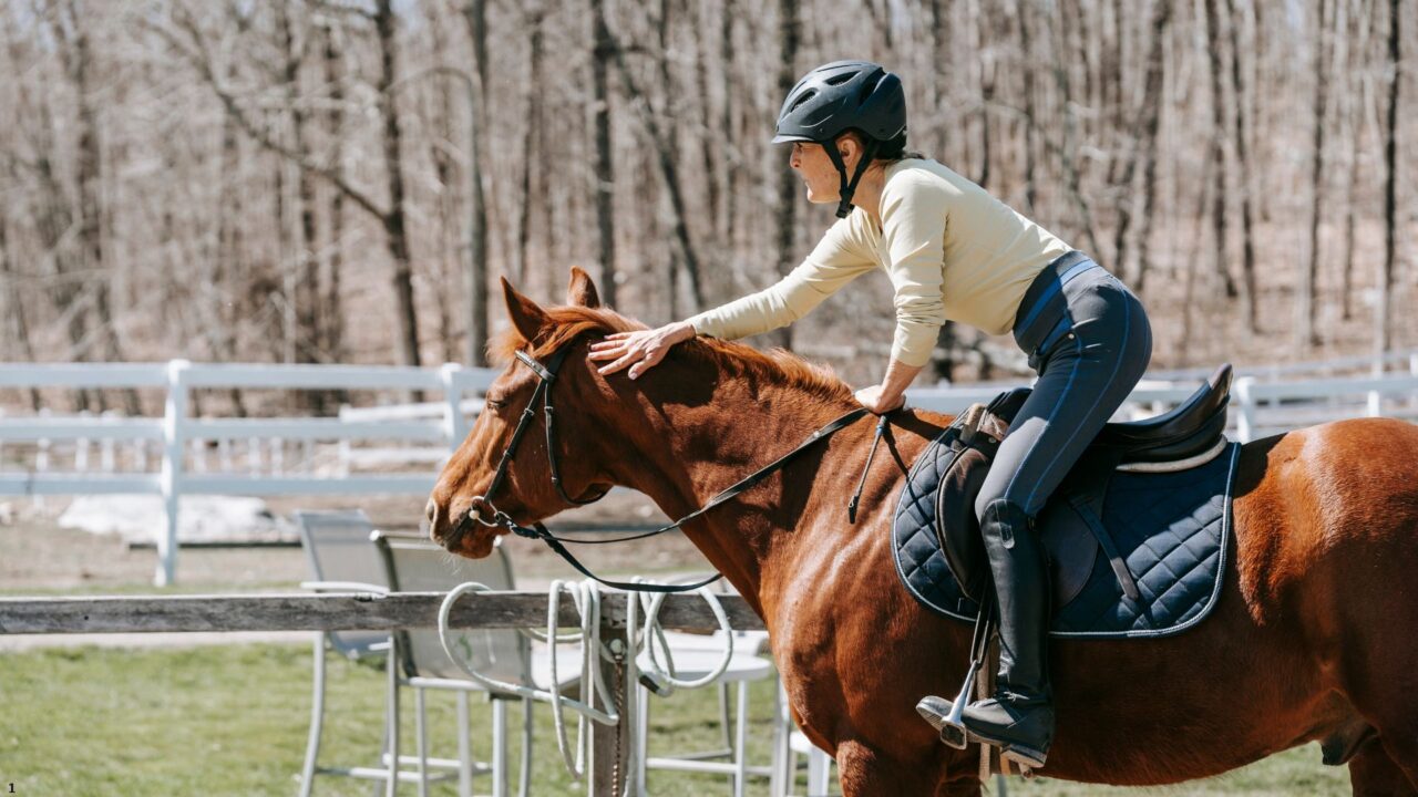 Thoroughbred Horse Breed: History, Versatility, And Care