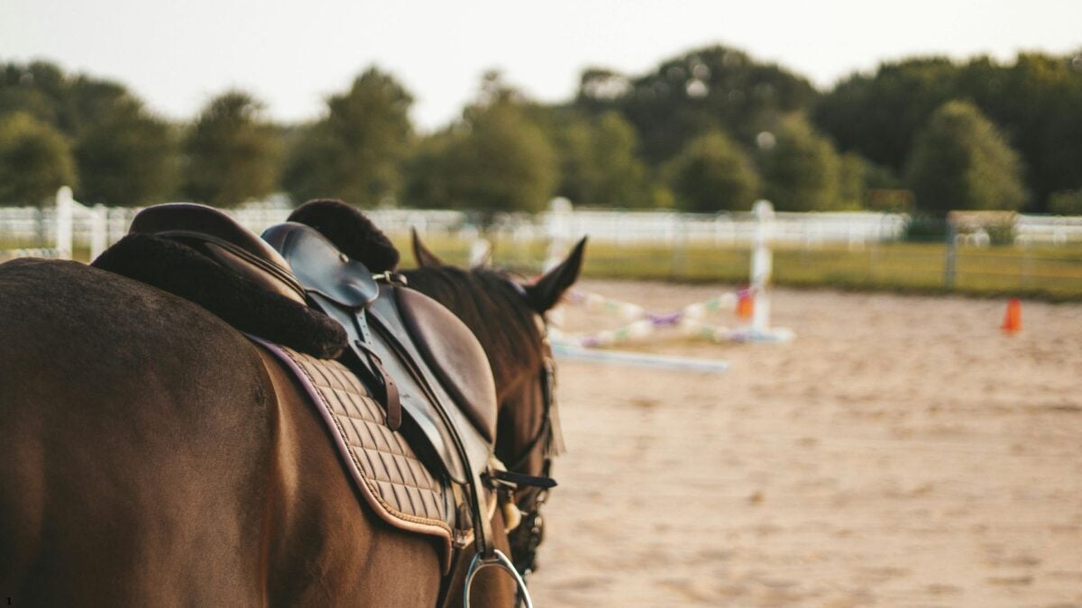 Positive Reinforcement In Horse Training: Building Trust