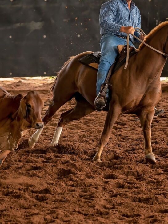 Appendix Quarter Horse Guide: Speed & Registration