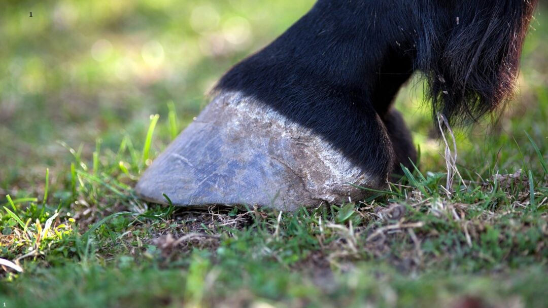Horse Hoof Growth: Key Tips For Strong, Healthy Hooves