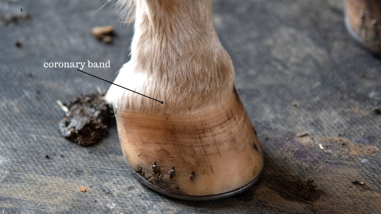 Horse Hoof Growth: Key Tips For Strong, Healthy Hooves
