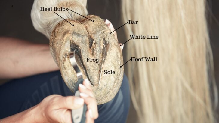 Horse Hoof Growth: Key Tips For Strong, Healthy Hooves