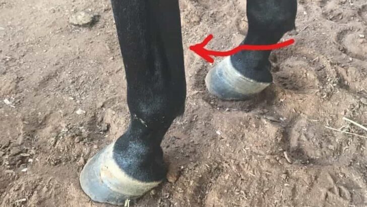 What Do Retired Racehorses Do? OTTB Careers & Aftercare