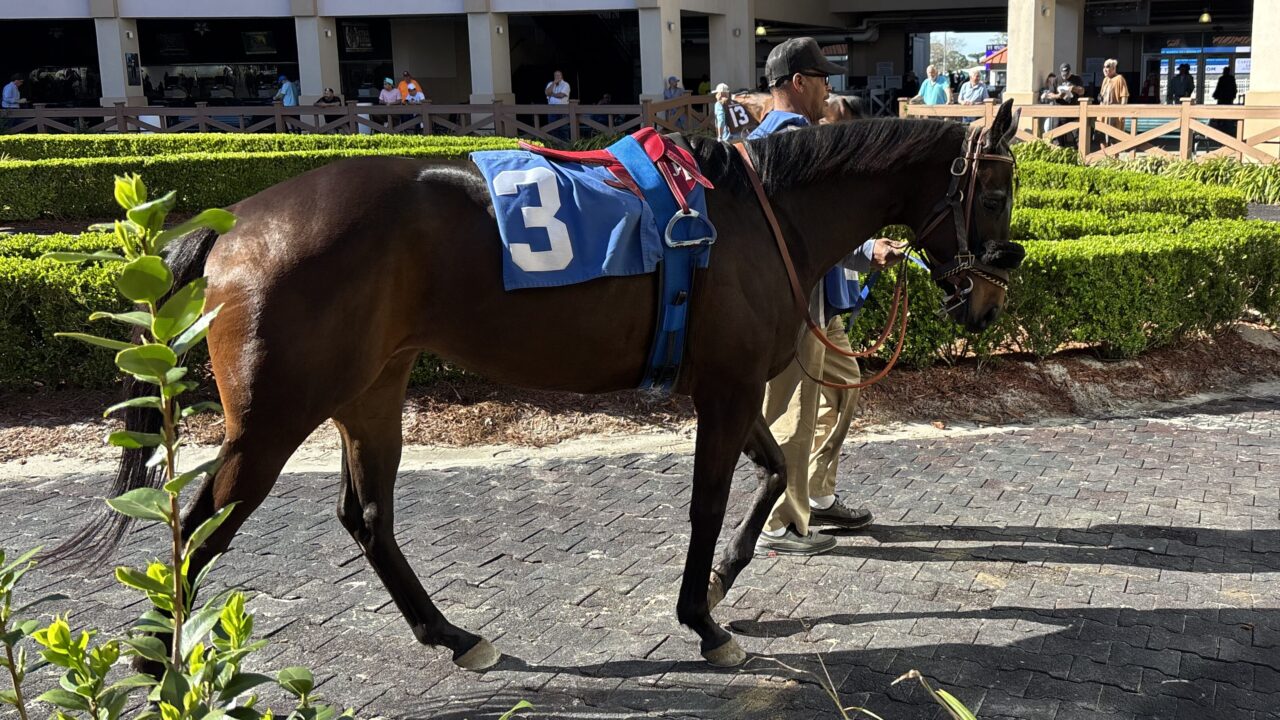 Why Are Racehorse Names So Strange? Hidden Rules Explained
