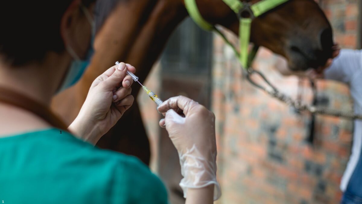 Lasix In Horse Racing: Benefits, Risks, And Regulations