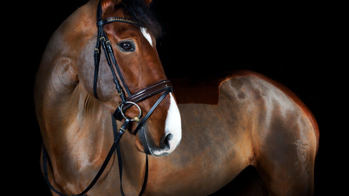 Horse Nosebands: Types, Fit, And Racing Uses