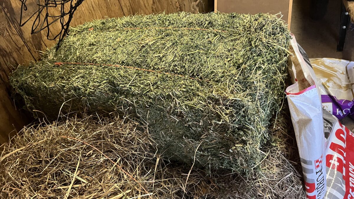 The Best Hay For Senior Horses: A Complete Feeding Guide