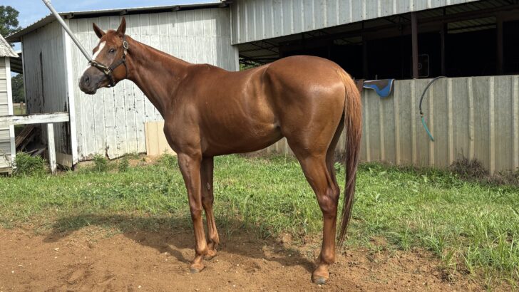 Horse Colors Guide: Shades, Patterns & Easy Identification