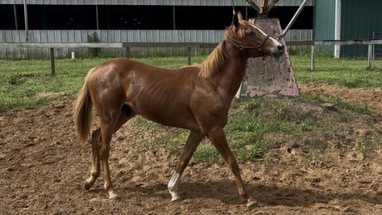 When Do Thoroughbred Horses Start Racing? Age & Timeline