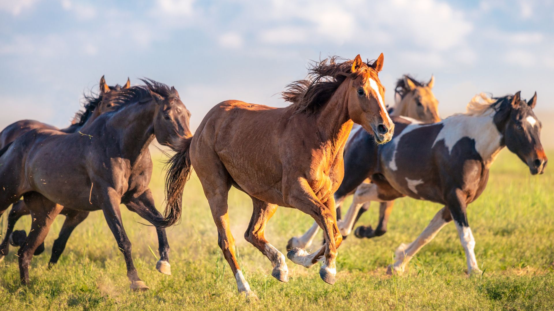 Do Horses Enjoy Racing? What Owners And Experts Say
