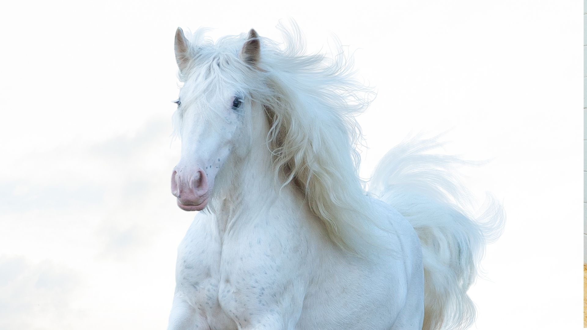 True White Horses: Ultimate Guide To Genetics, Breeds & Care