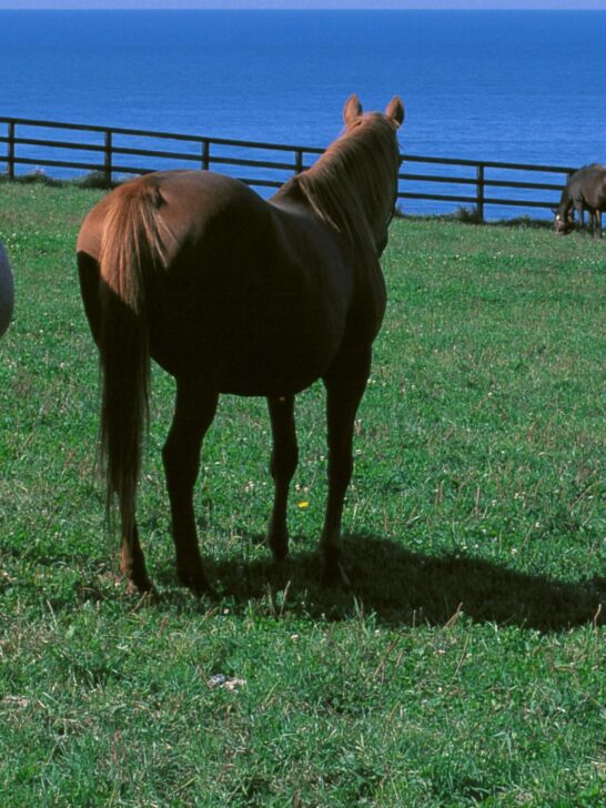 When Do Thoroughbred Horses Start Racing? Age & Timeline
