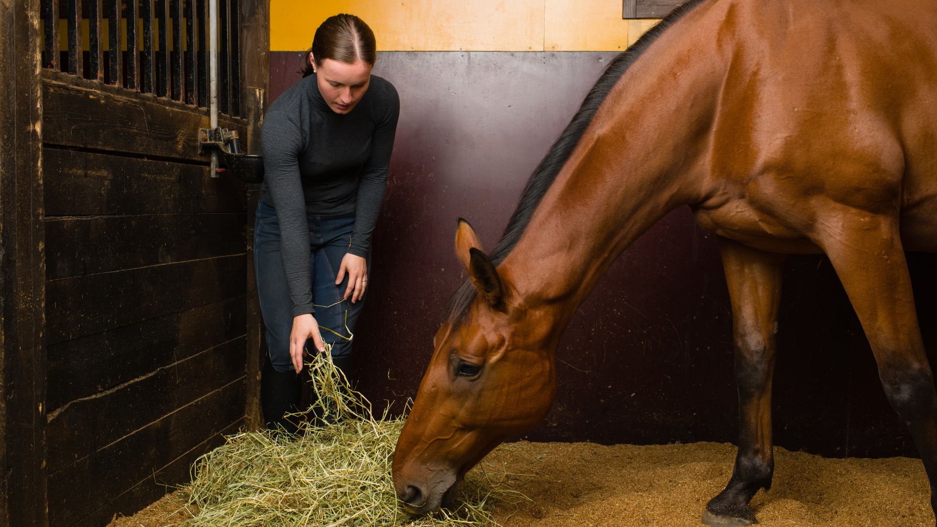 Horse Care Schedule: Daily/Weekly/Monthly Checklist